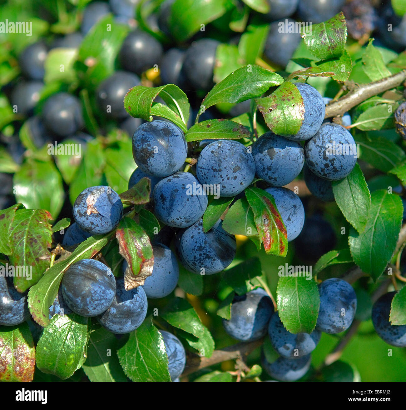 Prunellier (Prunus spinosa, prunelle', 'Sluis Sluis Prunus spinosa ...