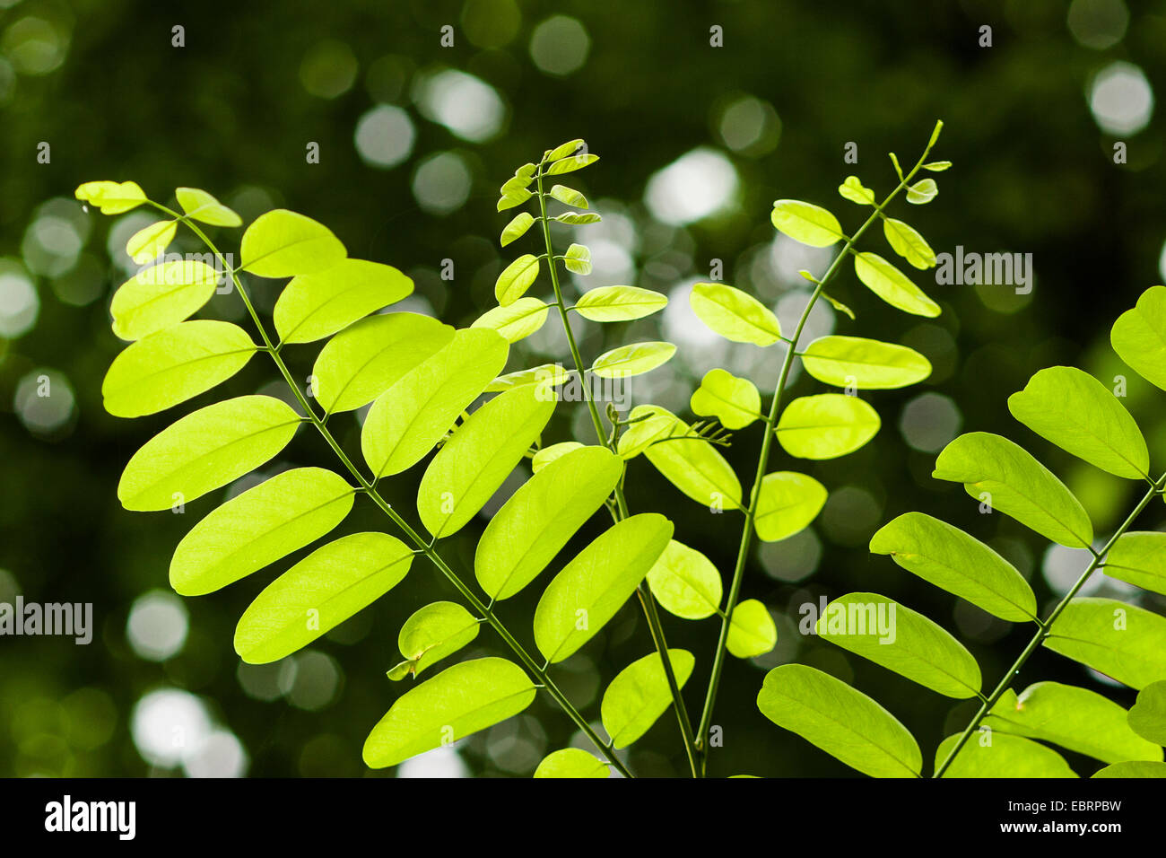 Le robinier, criquet commun, le robinier (Robinia pseudo-acacia ...