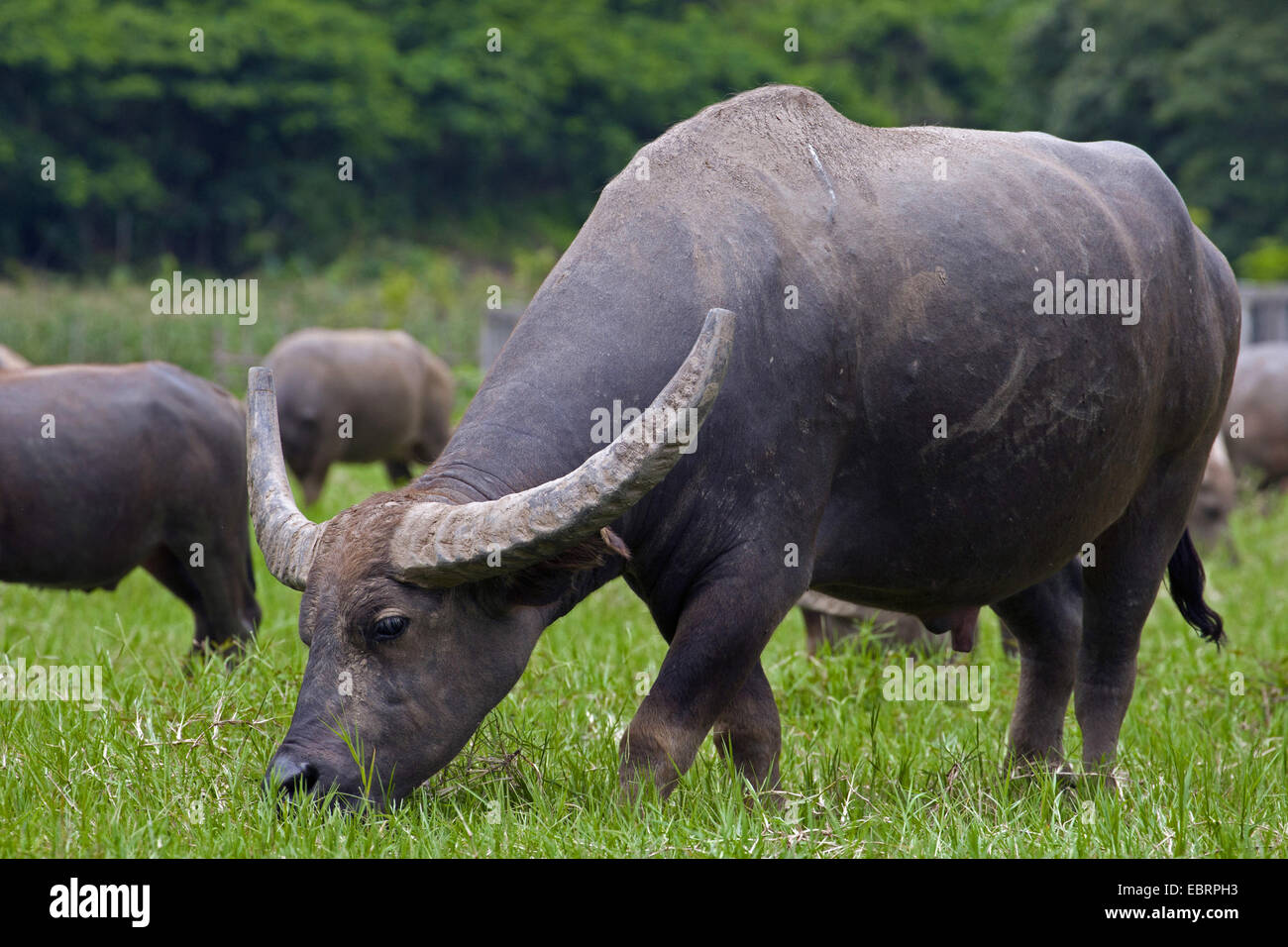 Buffle d'Asie, wild water buffalo, carabao (Bubalus bubalis, Bubalus ...