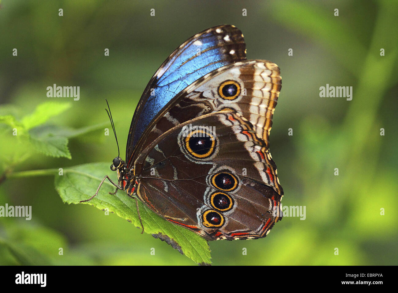 Morpho morpho peleides bleu commun Banque de photographies et d’images ...