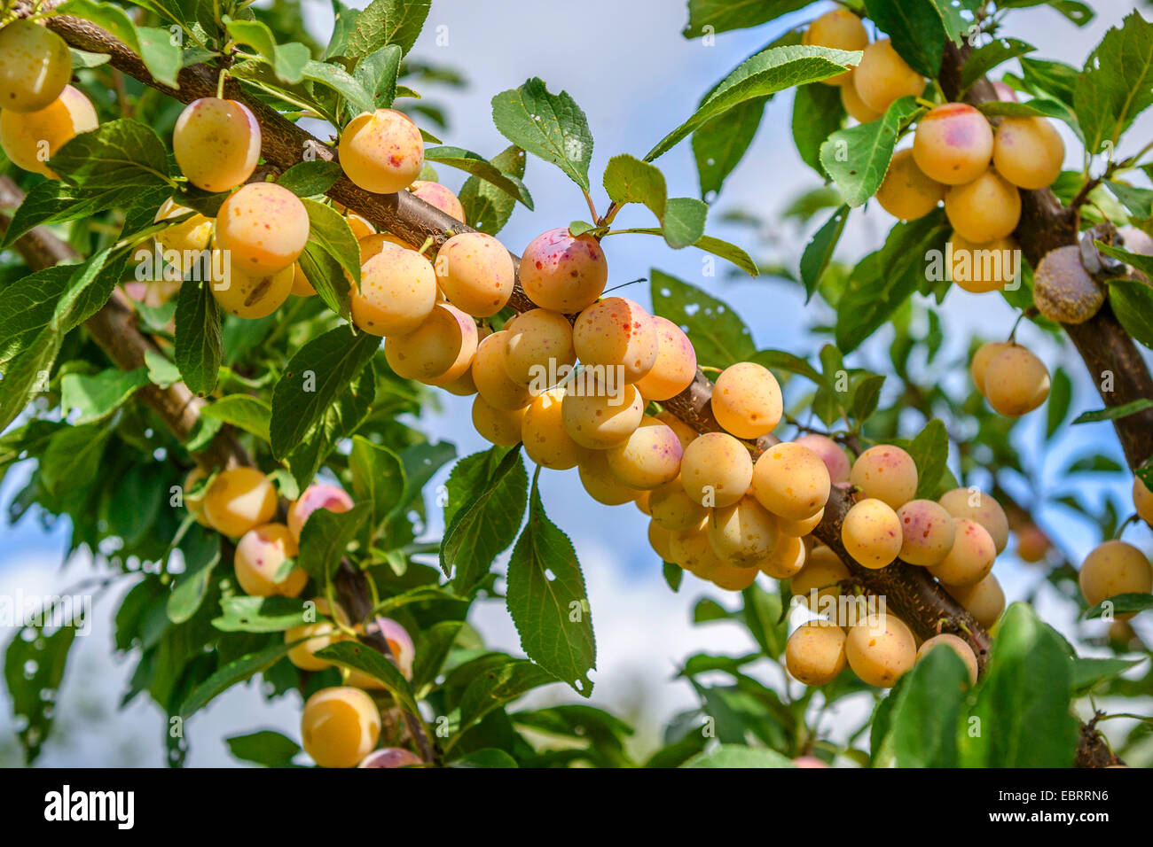 Mirabelle Mirabelle, prune (Prunus domestica 'Mirabelle de Nancy ...