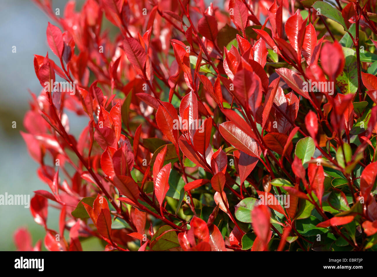 Photinia Fraser (Photinia x fraseri 'Little Red Robin', Photinia x ...