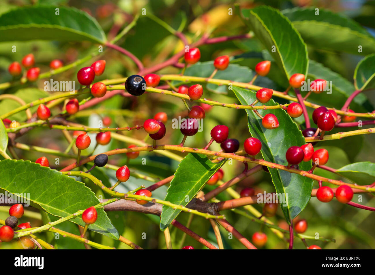 Le laurier du Portugal (Prunus lusitanica), des branches avec des ...