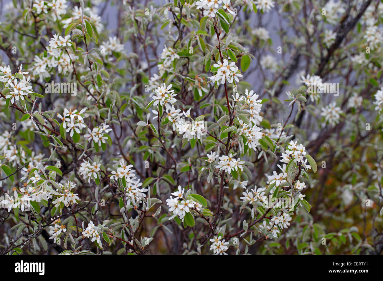 Snowy Mespilus, shadbush shadwood shadblow,,, l'amélanchier ...