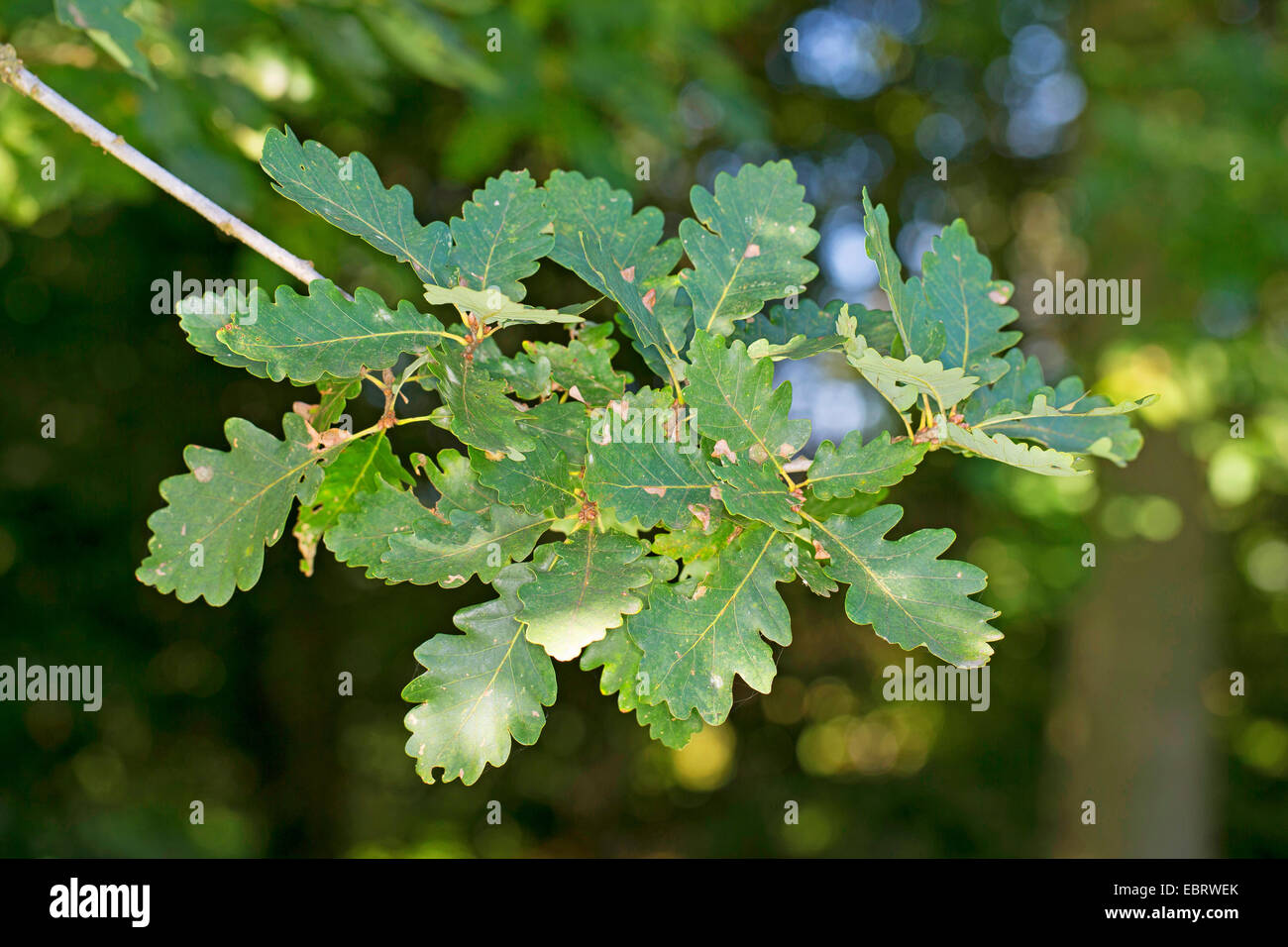 Chêne sessile (Quercus petraea, Quercus sessilis, Quercus sessiliflora ...