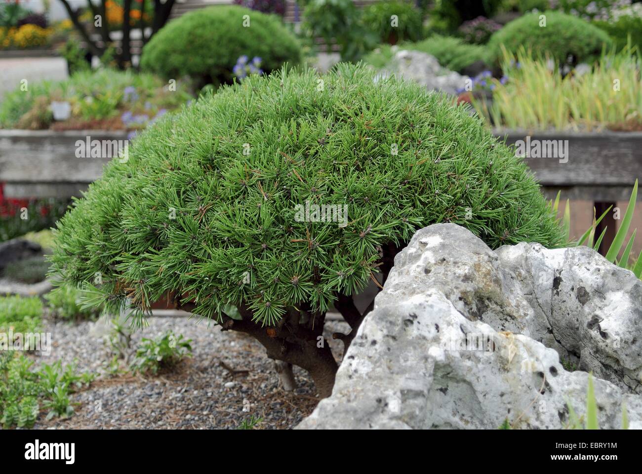 Le pin mugo, pin (Pinus mugo 'Mops' Pinus mugo mops), le cultivar Mops ...