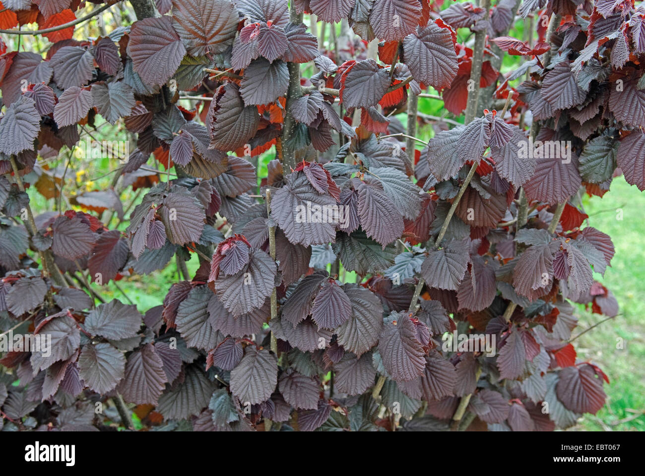 Giant (Corylus maxima 'Purpurea', Corylus maxima purpurea), le cultivar ...