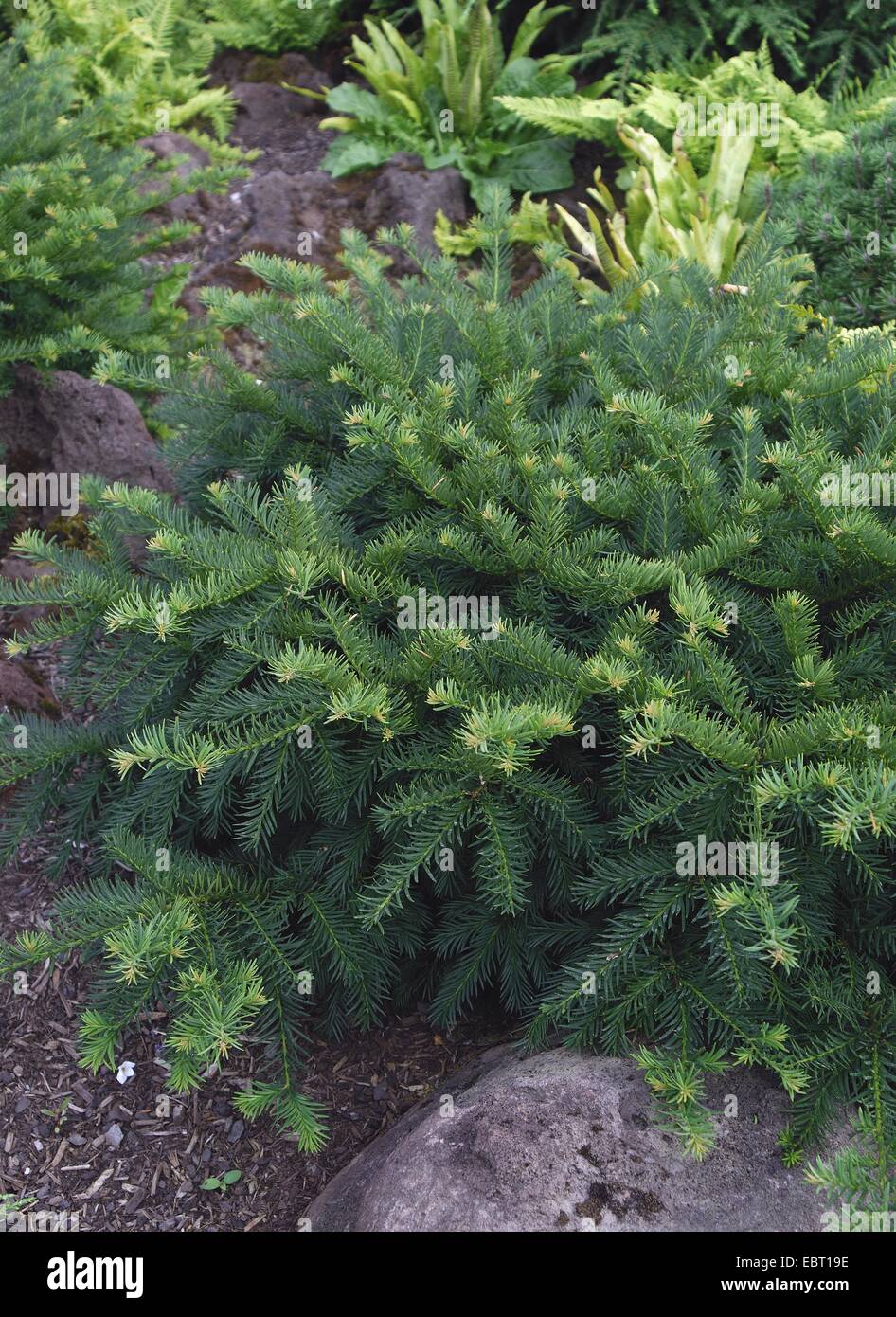 L'if commun (Taxus baccata 'Repandens Taxus baccata Repandens ...