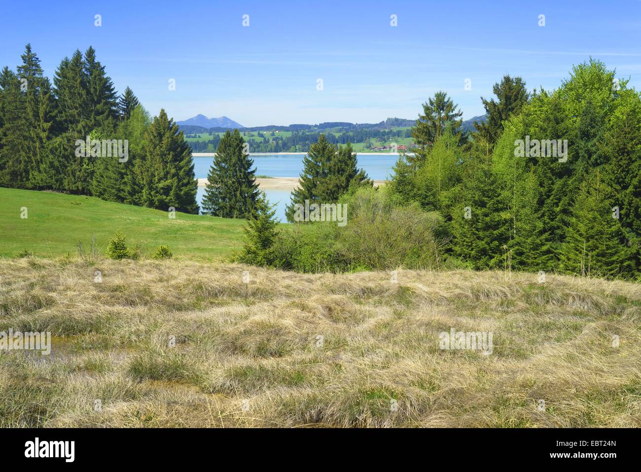 Lac forggensee allgaeu bavière Banque de photographies et d’images à ...