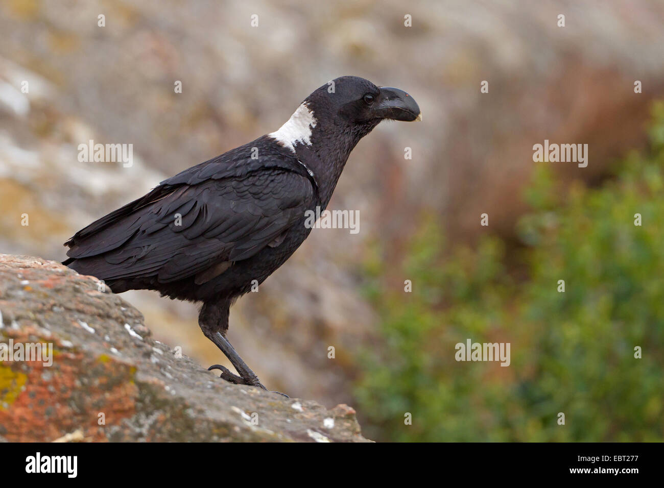 Corbeau à cou blanc de l'Afrique, à cou blanc Corbeau (Corvus ...