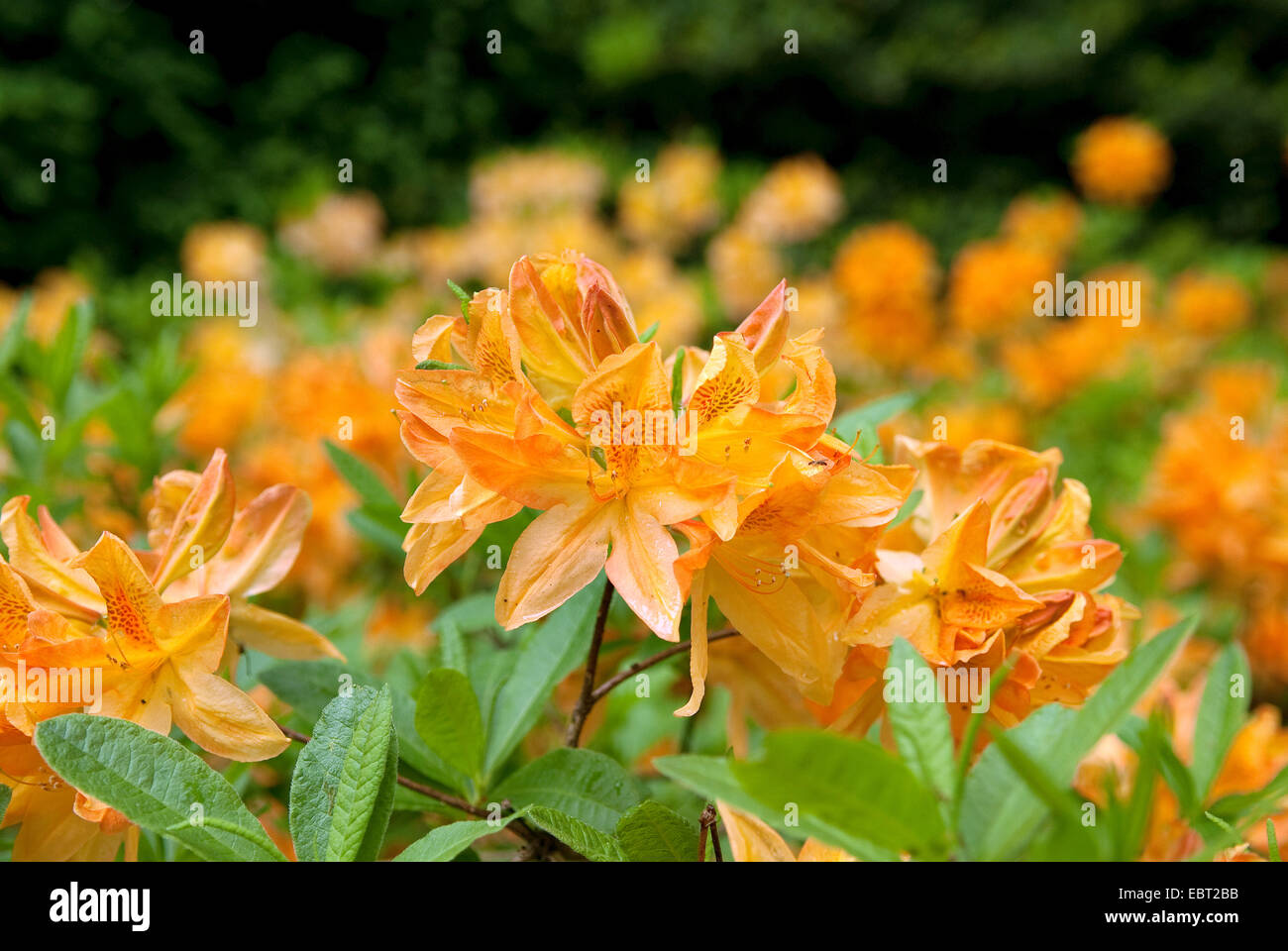 Joseph dietzgen Banque de photographies et d’images à haute résolution ...