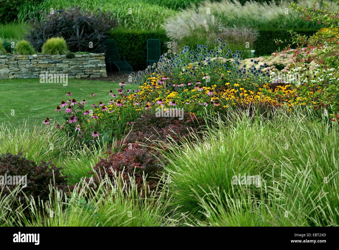 (Sesleria Sesleria autumnalis autumnalis), dans un parterre de fleurs ...