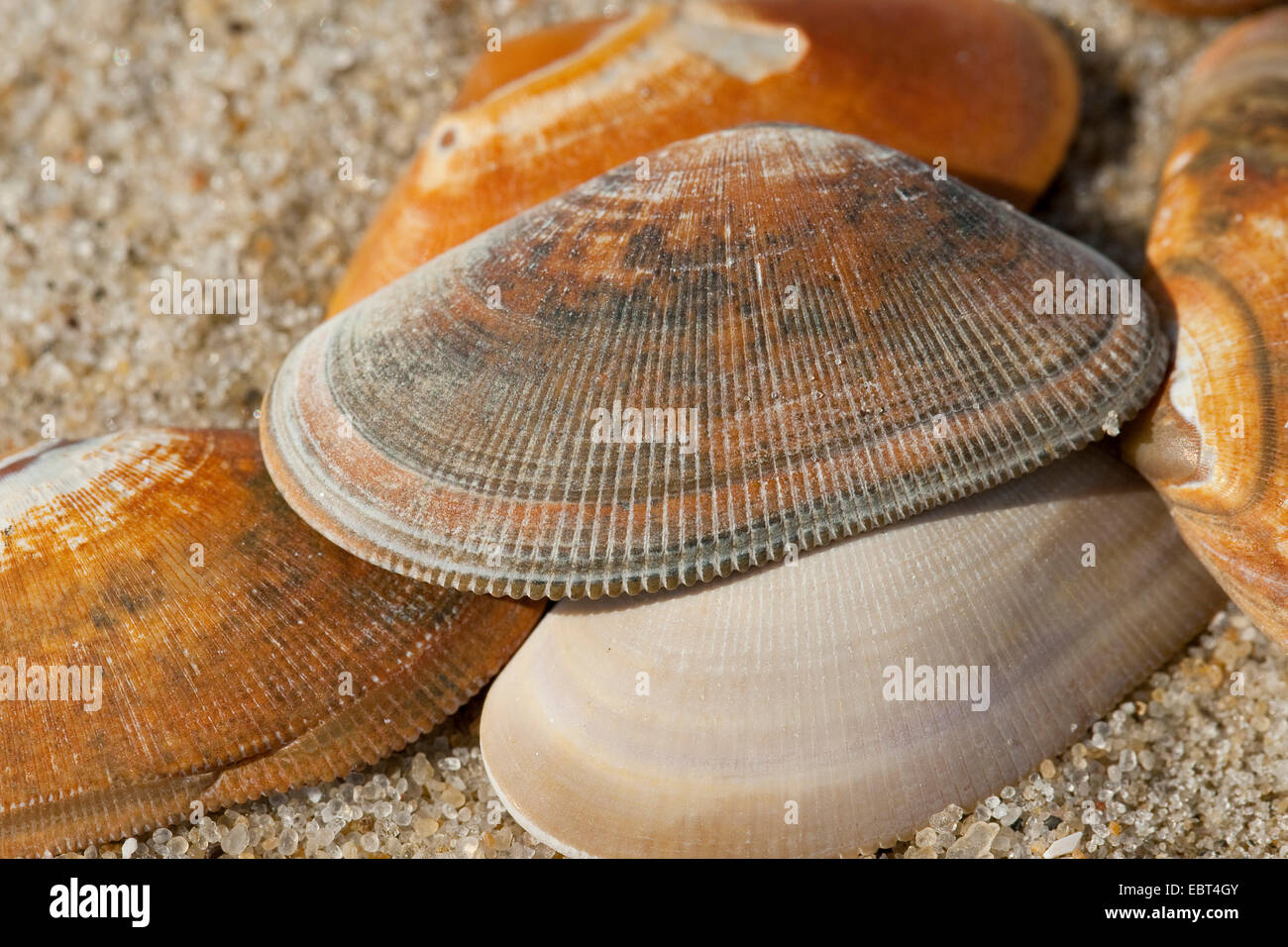 En lignes de la clovisse, Donax, bagué en pointe (Shell Donax vittatus, Cuneus vittatus), des ...
