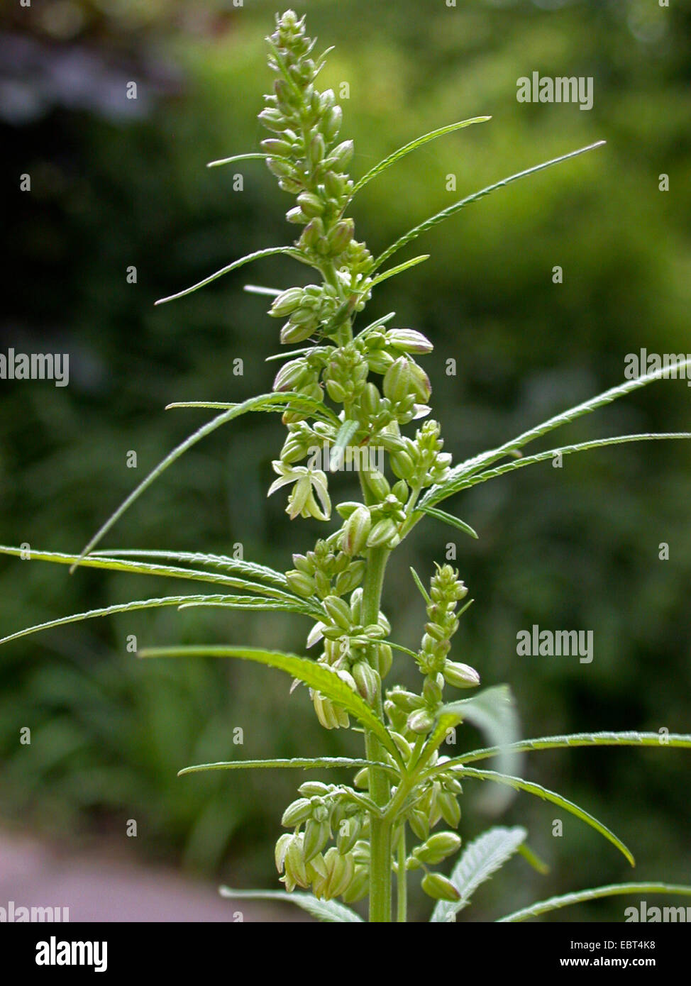 Le chanvre indien, la marijuana, mary jane (Cannabis sativa), l ...