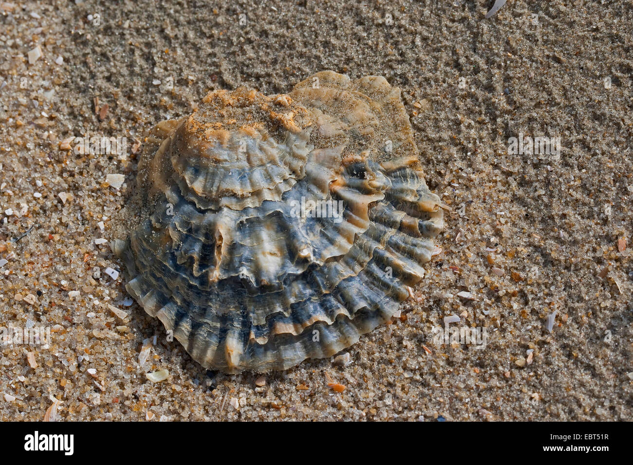 L'huître plate européenne, natif de Colchester, huître huître ...