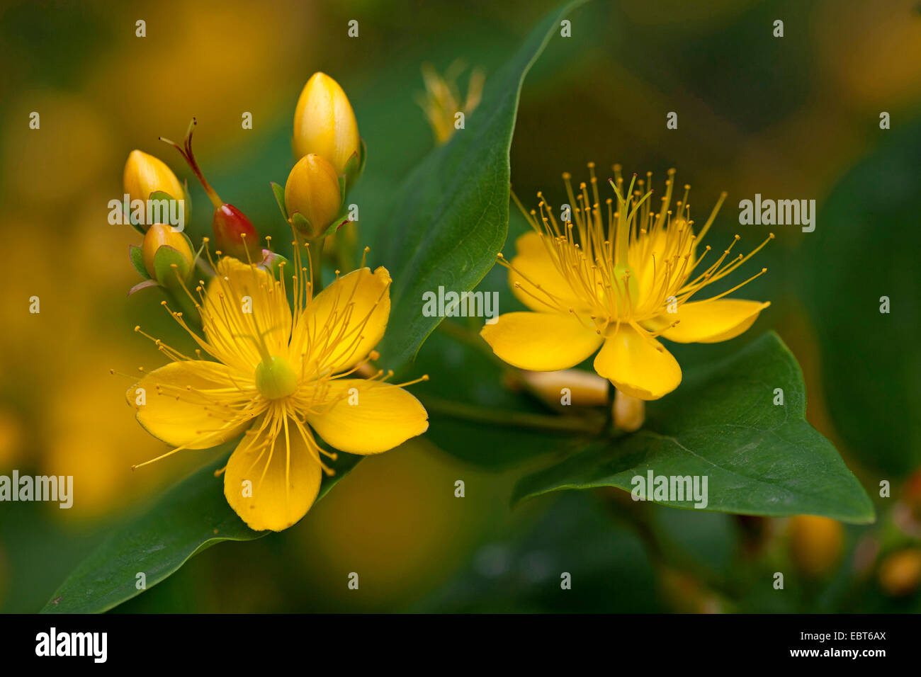 Hypericum hidcote Banque de photographies et d’images à haute ...