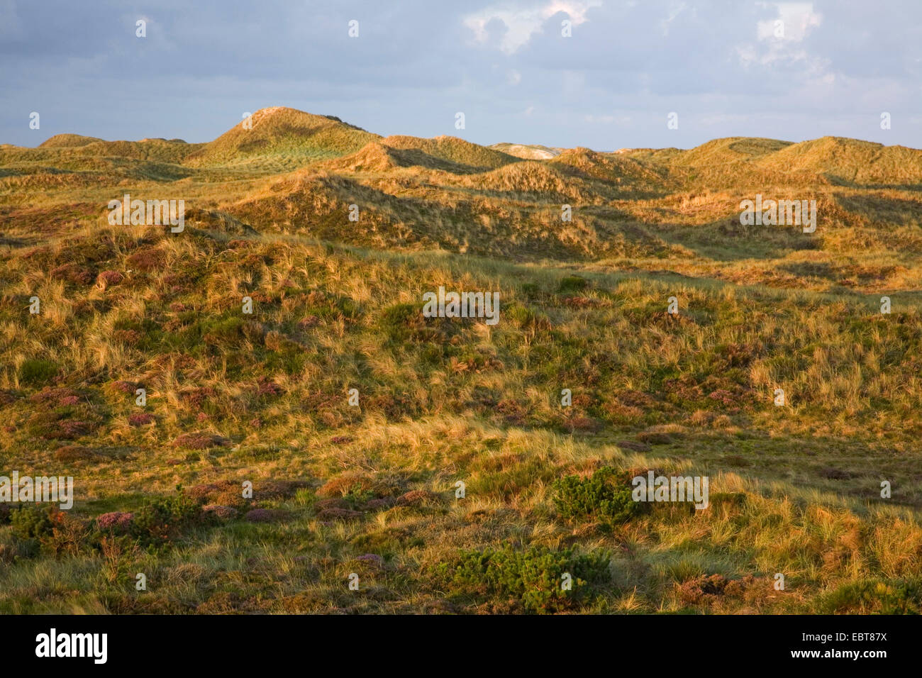 Paysage de dunes mer du nord Banque de photographies et d’images à ...