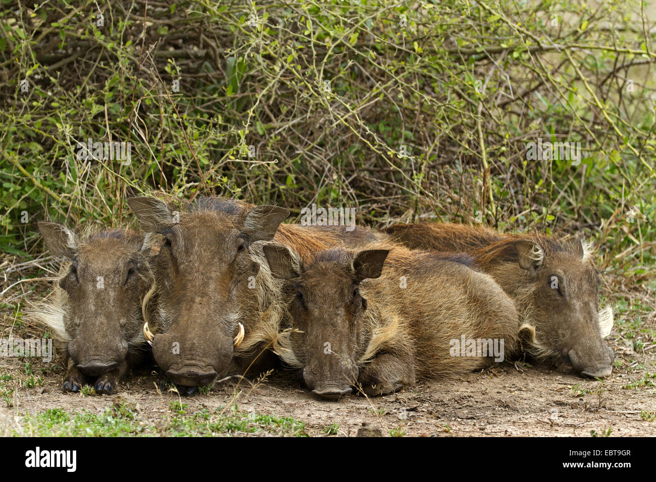 Phacochère commun, savane phacochère (Phacochoerus africanus), dormir ...