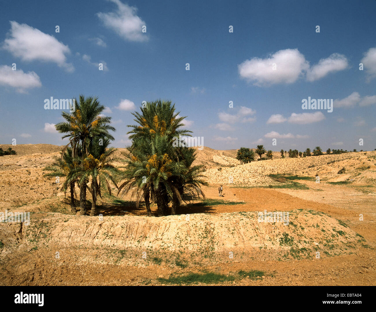 Palmier dattier (Phoenix dactylifera), oasis de palmiers, la Tunisie, l ...