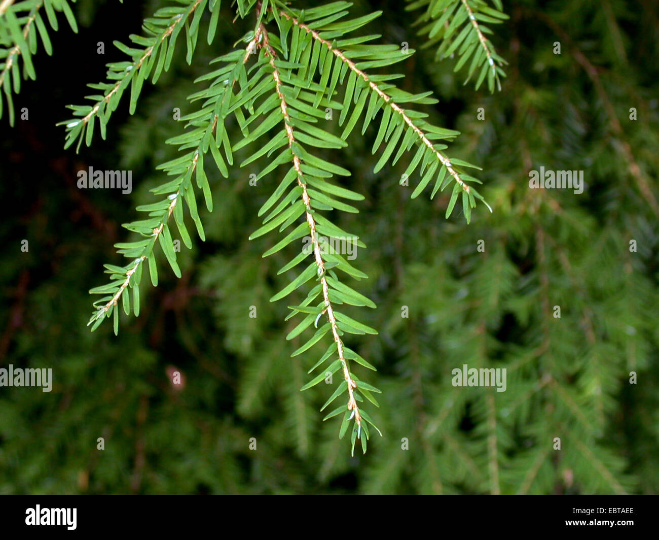 Feuille de pruche occidentale Banque de photographies et d’images à ...