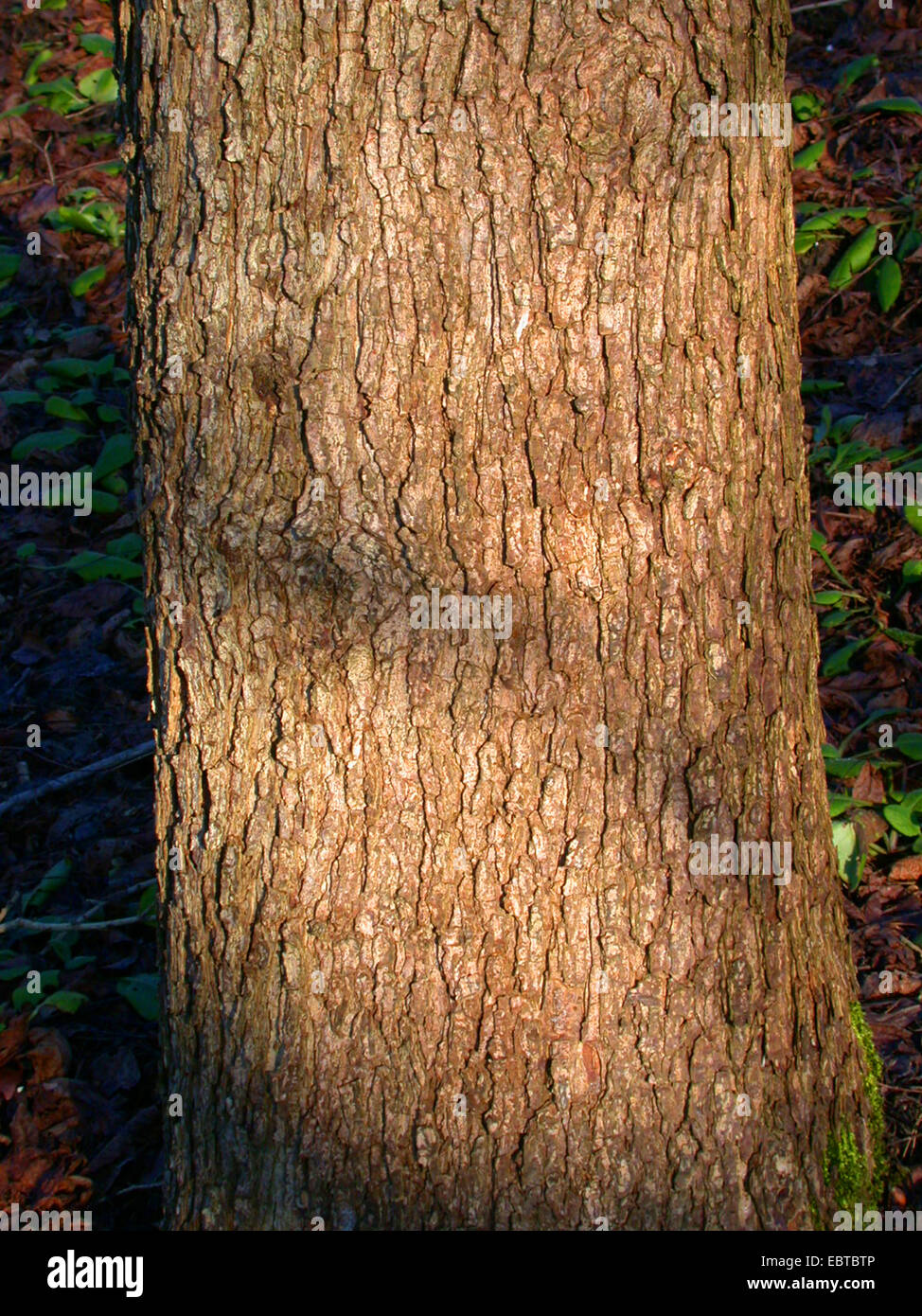 Corylus colurna Banque de photographies et d’images à haute résolution ...