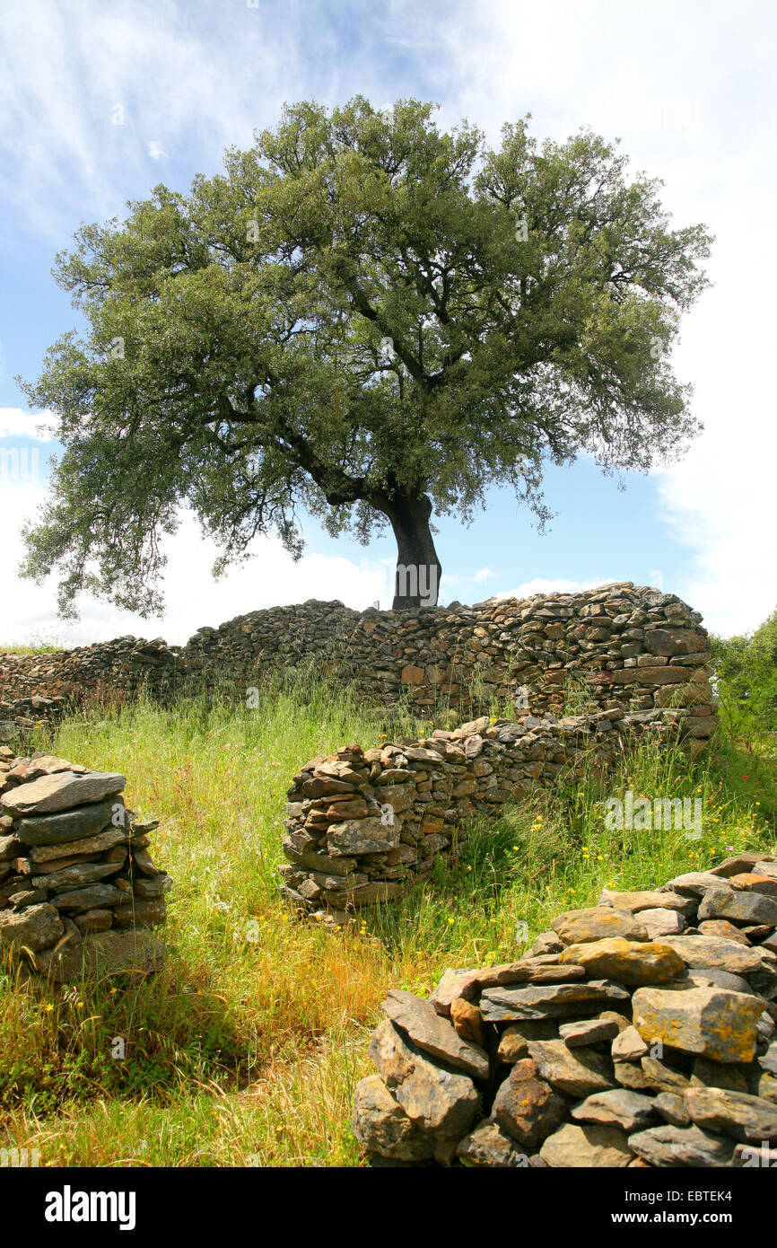 Chêne-liège (Quercus suber), seul arbre et murs en pierre sèche ...
