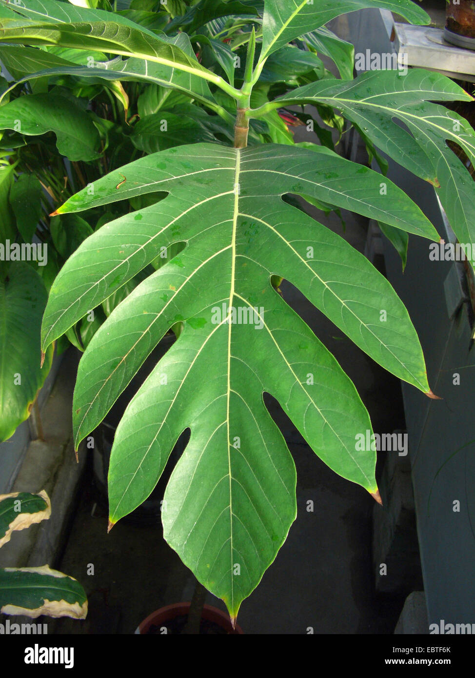 Fruit de pain Banque de photographies et d’images à haute résolution ...