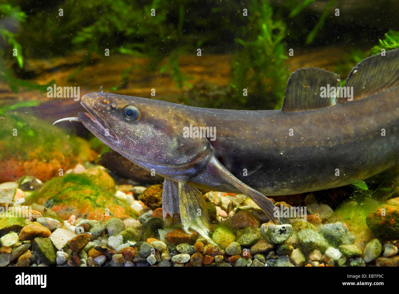 Burbot lota lota Banque de photographies et d’images à haute résolution ...