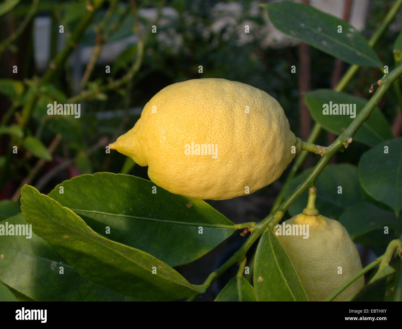 Arbre citrons lemontree Banque de photographies et d’images à haute ...