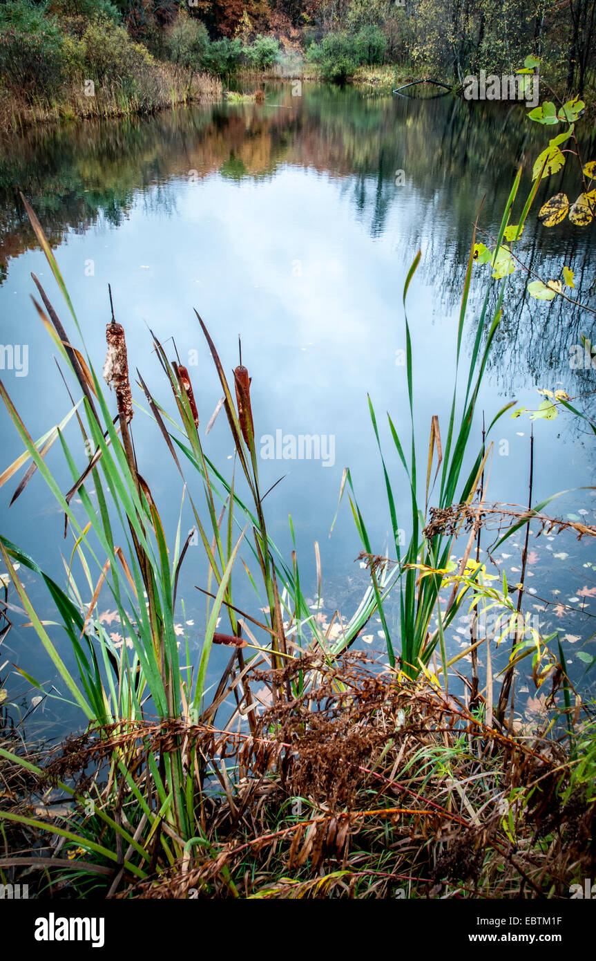 Chat o neuf queues Banque de photographies et d’images à haute ...