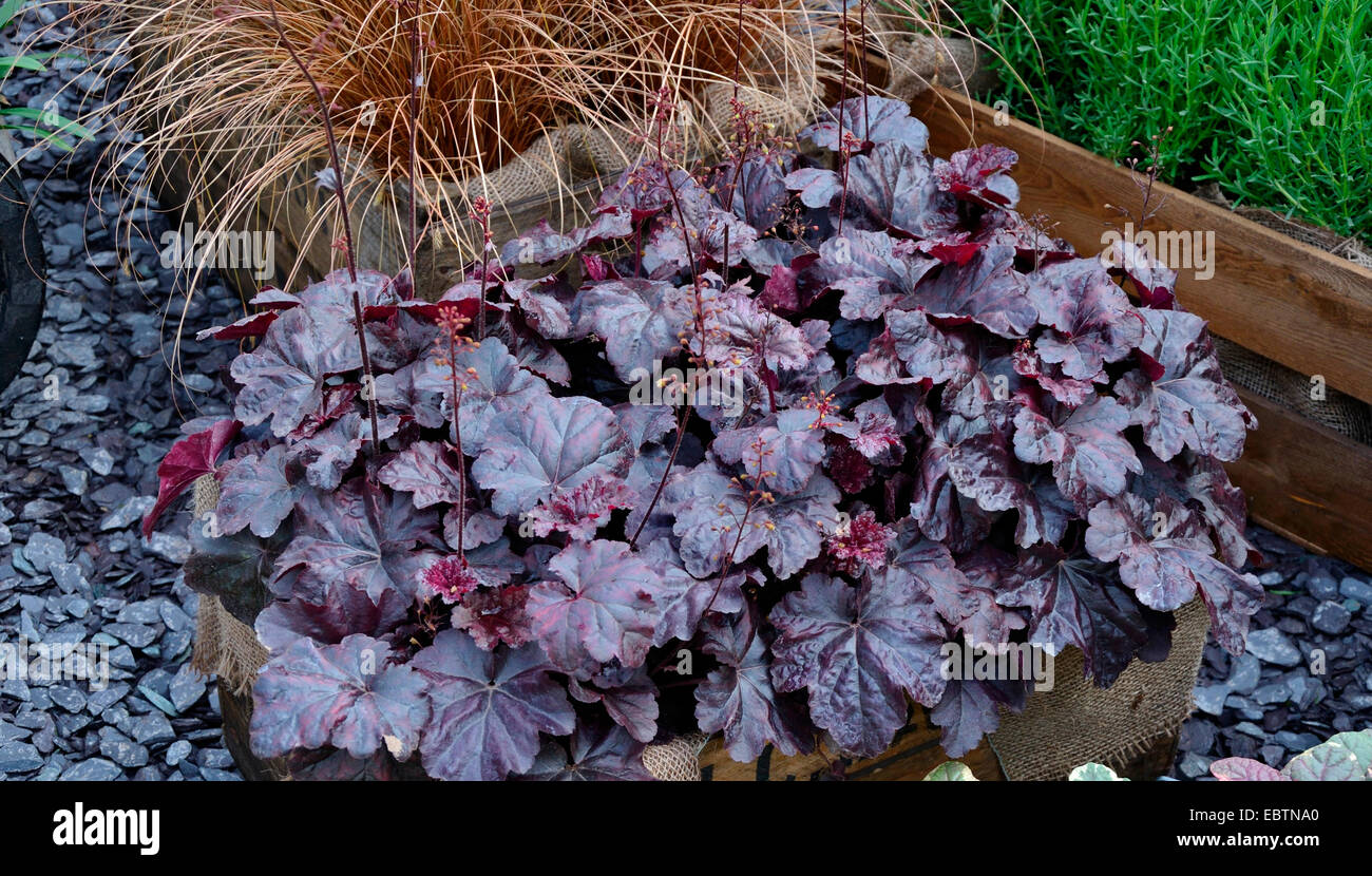 Heuchera leaves Banque de photographies et d’images à haute résolution ...