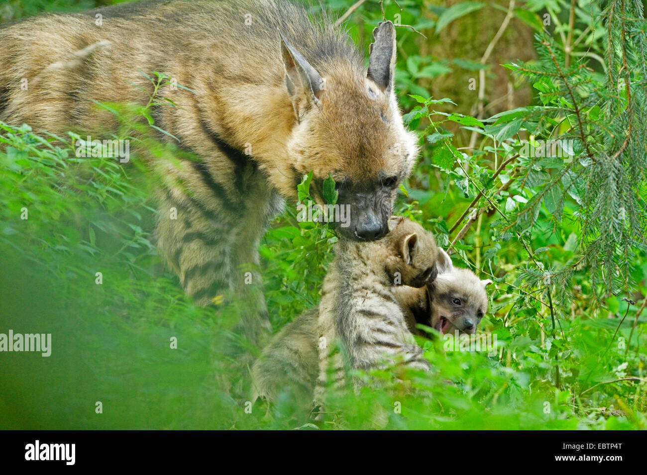 Hyène rayé Banque de photographies et d’images à haute résolution - Alamy