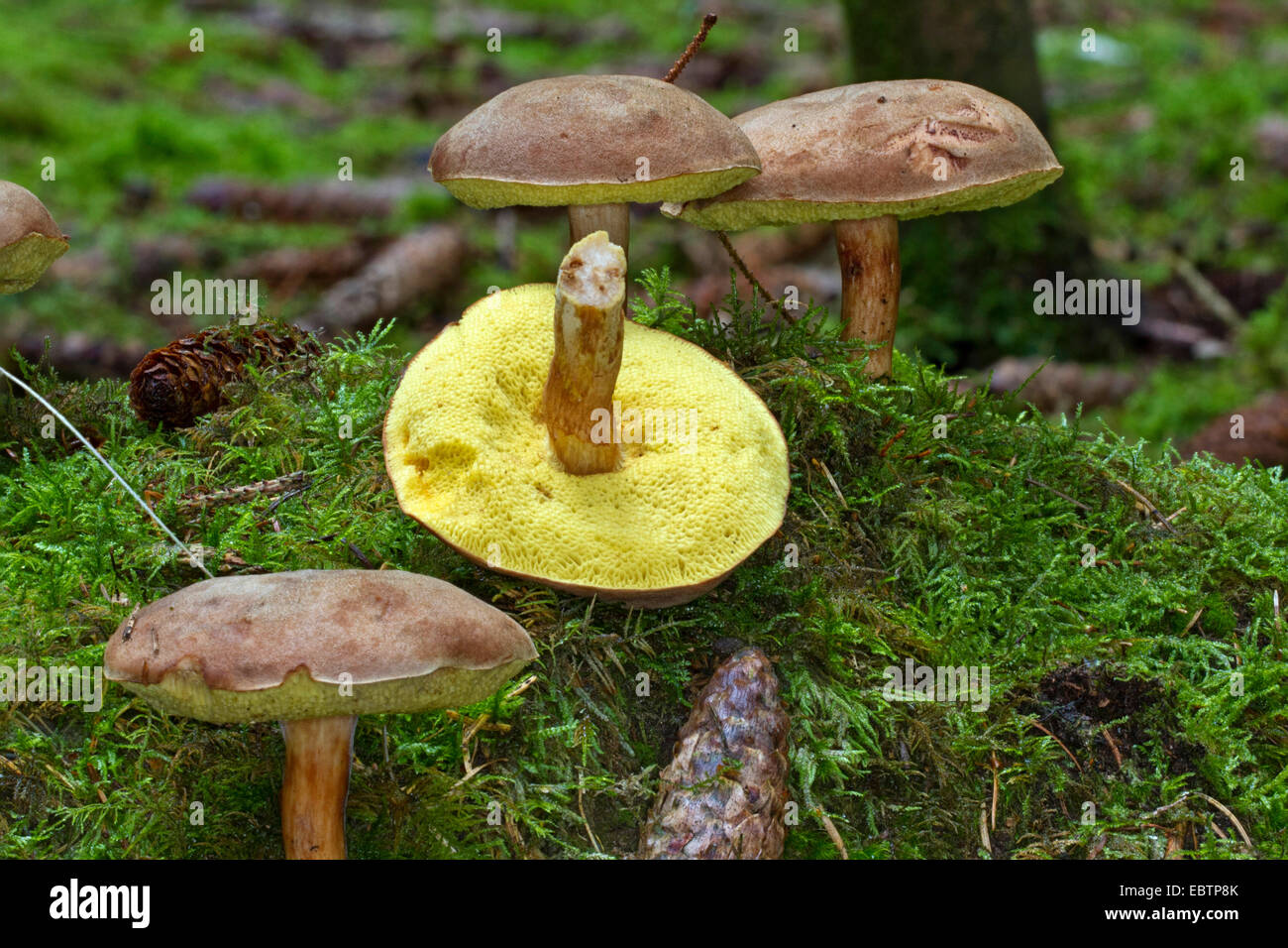 Bolet jaune Banque de photographies et d’images à haute résolution - Alamy