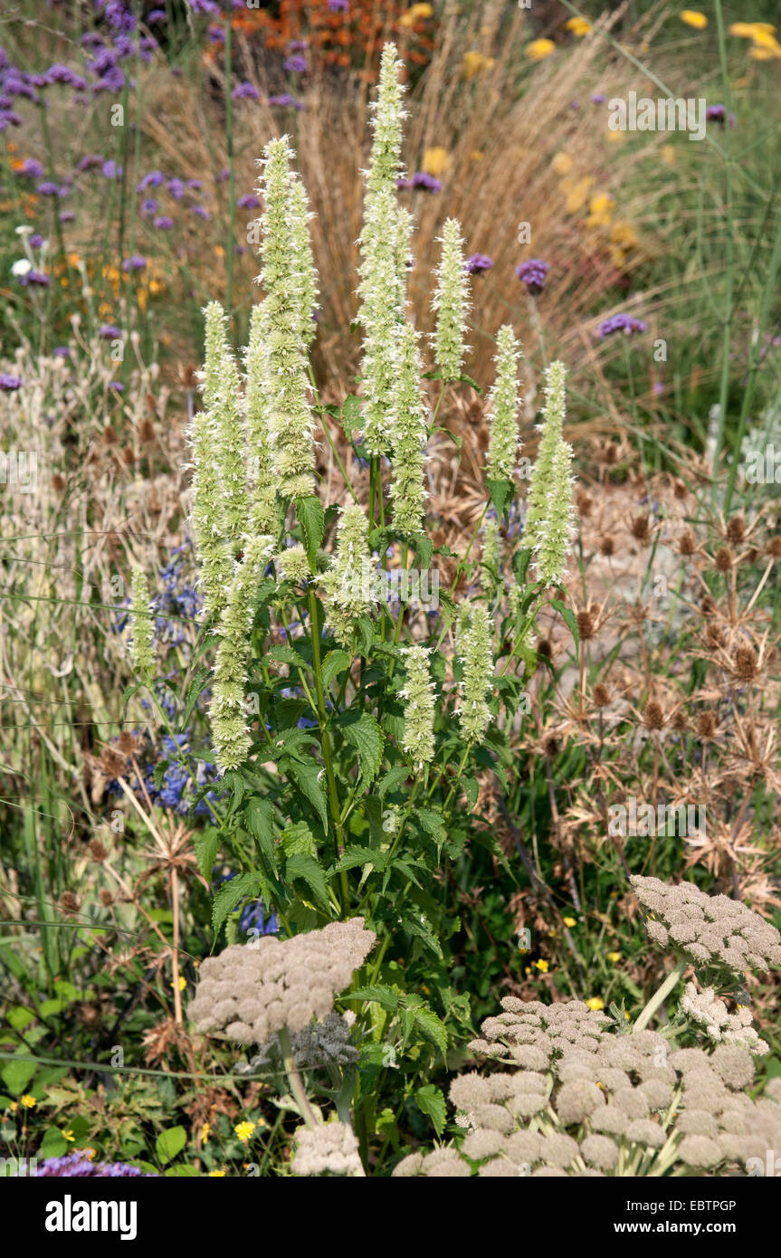 Agastache rugosa f albiflora Banque de photographies et d’images à ...