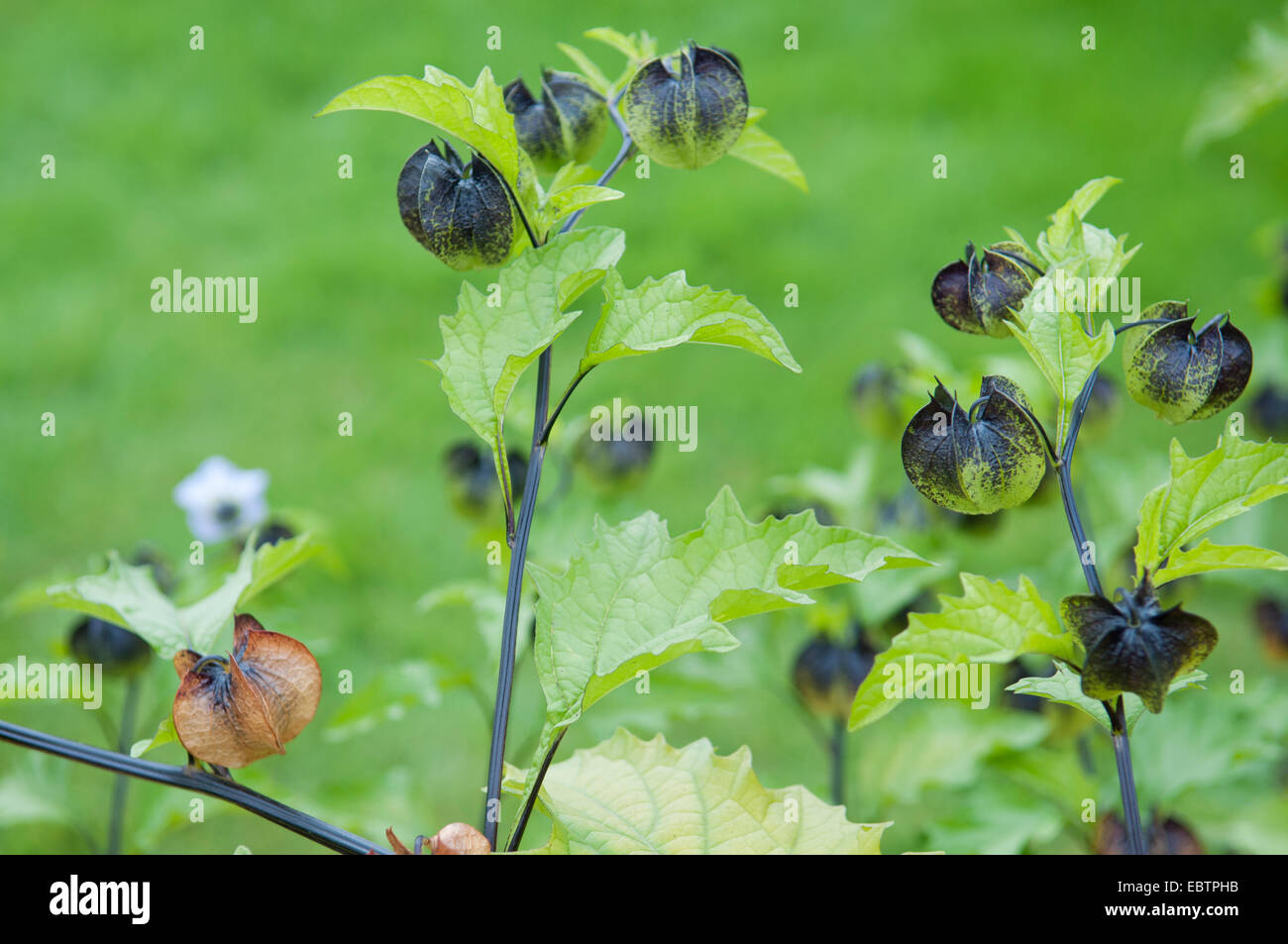 Nicandra physalodes Banque de photographies et d’images à haute ...