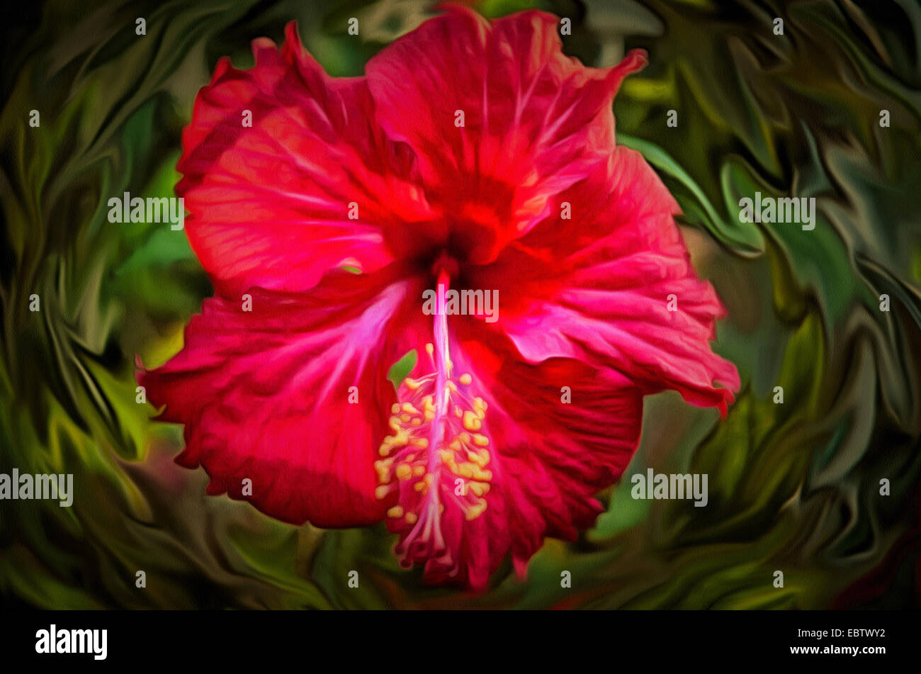 Chinese hibiscus, Hibiscus (Hibiscus ou Latin rosa-sinensis) - L'une ...