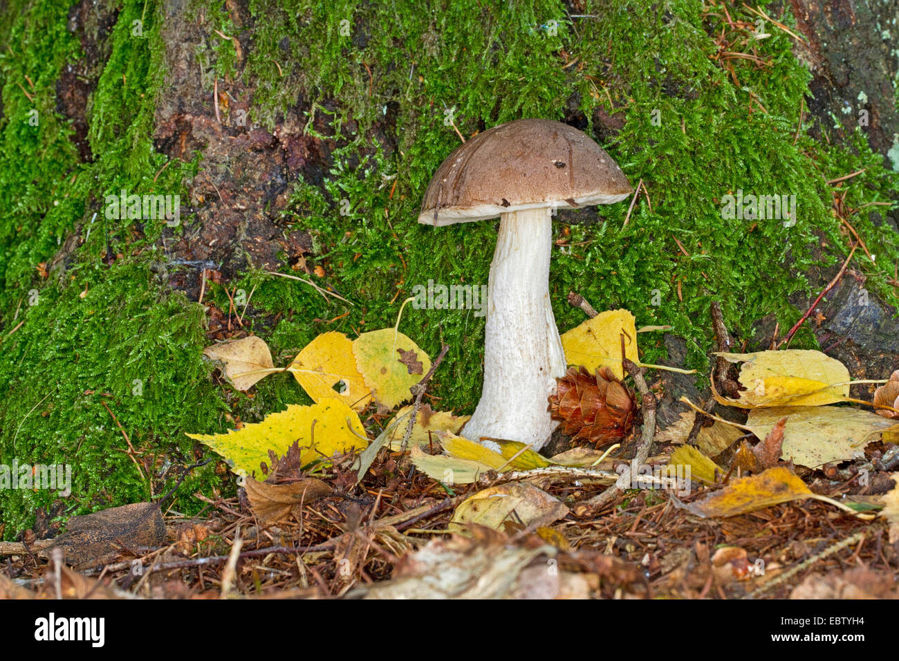 Bois mort moussu sur le sol forestier Banque de photographies et d ...