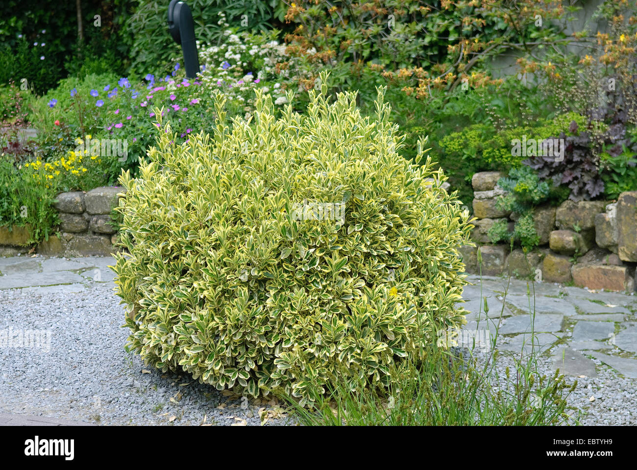 (Euonymus japonicus Euonymus japonais 'Aureomarginatus', Euonymus ...