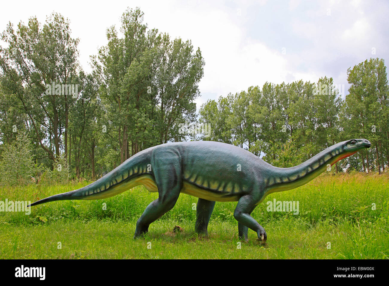L'Apatosaurus Apatosaurus, Brontosaurus (, Brontosaure), sur une ...