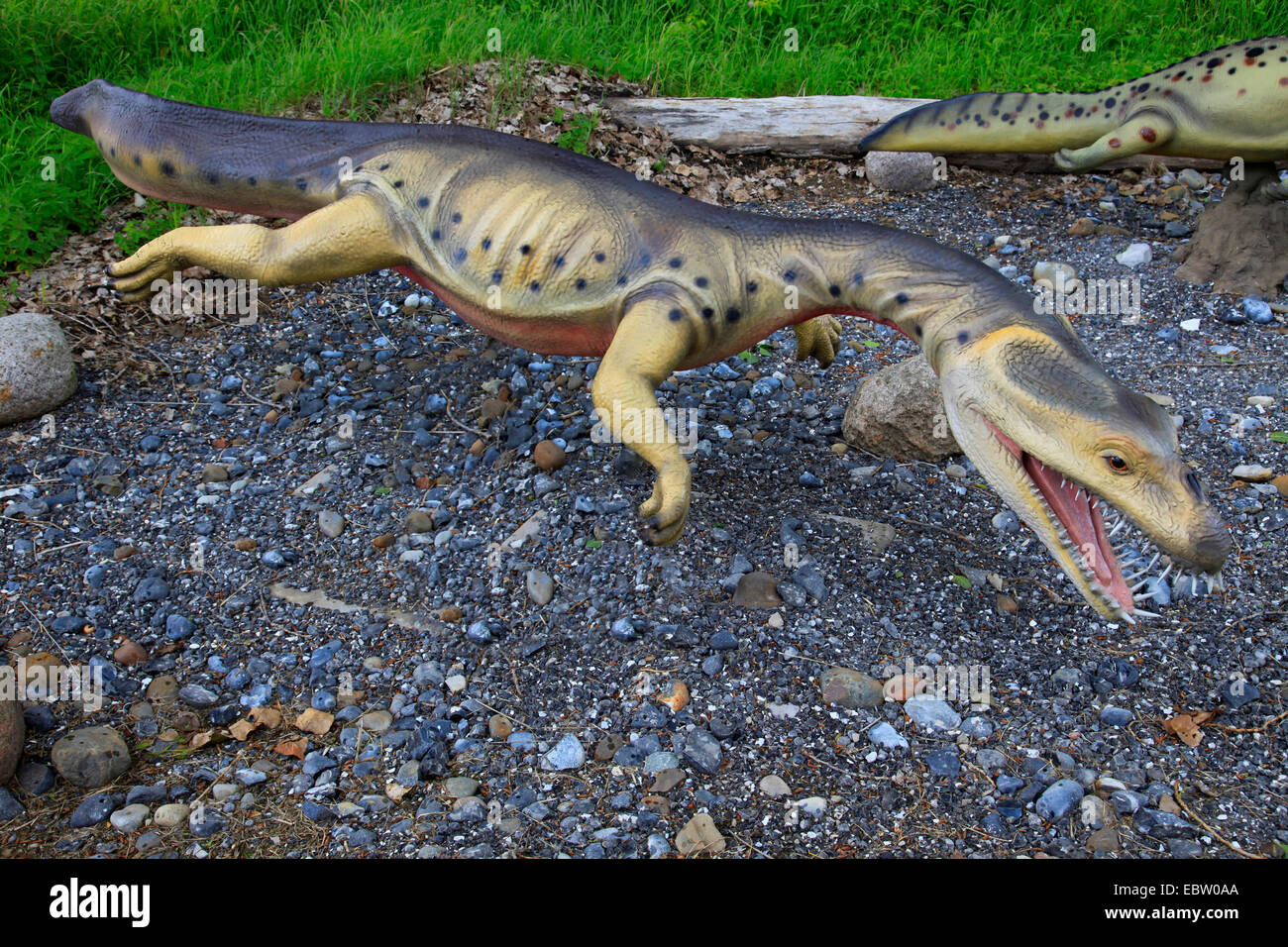 Nothosaur nothosaurus Banque de photographies et d’images à haute ...