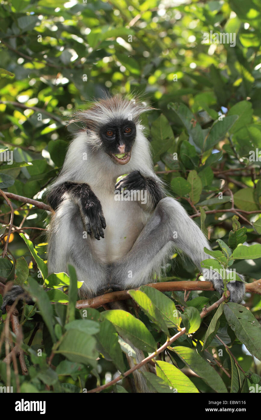 Monkeys holding hands Banque de photographies et d’images à haute ...