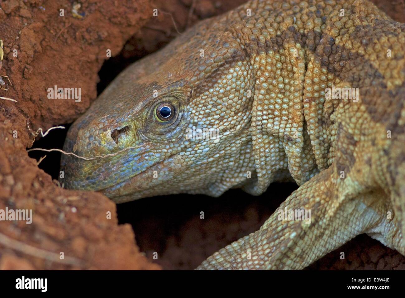 African Savannah Monitor Varanus Exanthematicus Albigularis Banque d ...