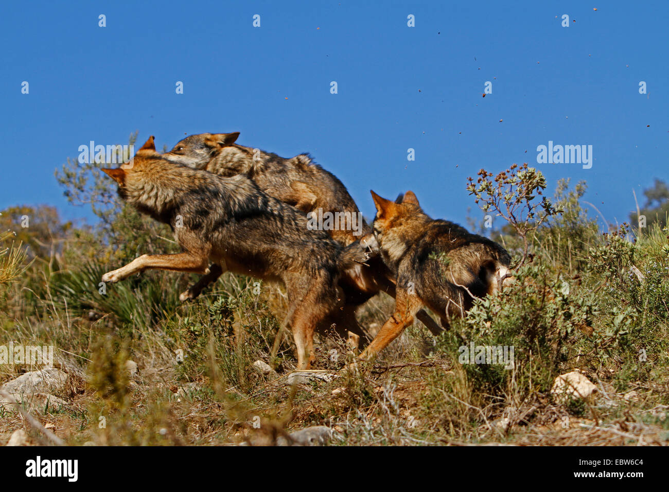 Loup ibérique, Loup Ibérique (Canis lupus signatus), Espagne, romping ...