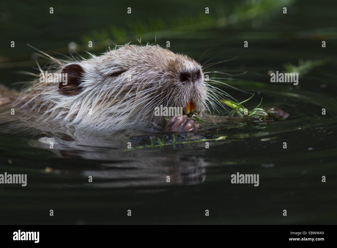 Rat de rivière Banque de photographies et d’images à haute résolution ...