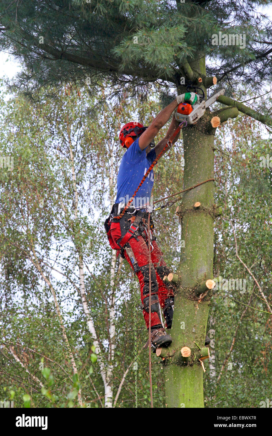 Tree climber Banque de photographies et d’images à haute résolution - Alamy