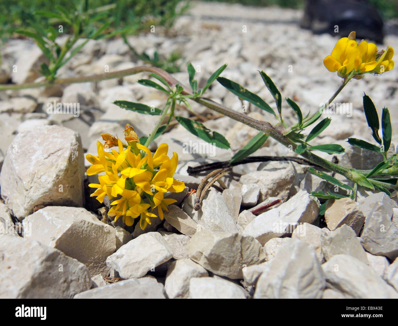 La drépanocytose, la luzerne lupuline faucille, jaune à fleurs jaunes ...
