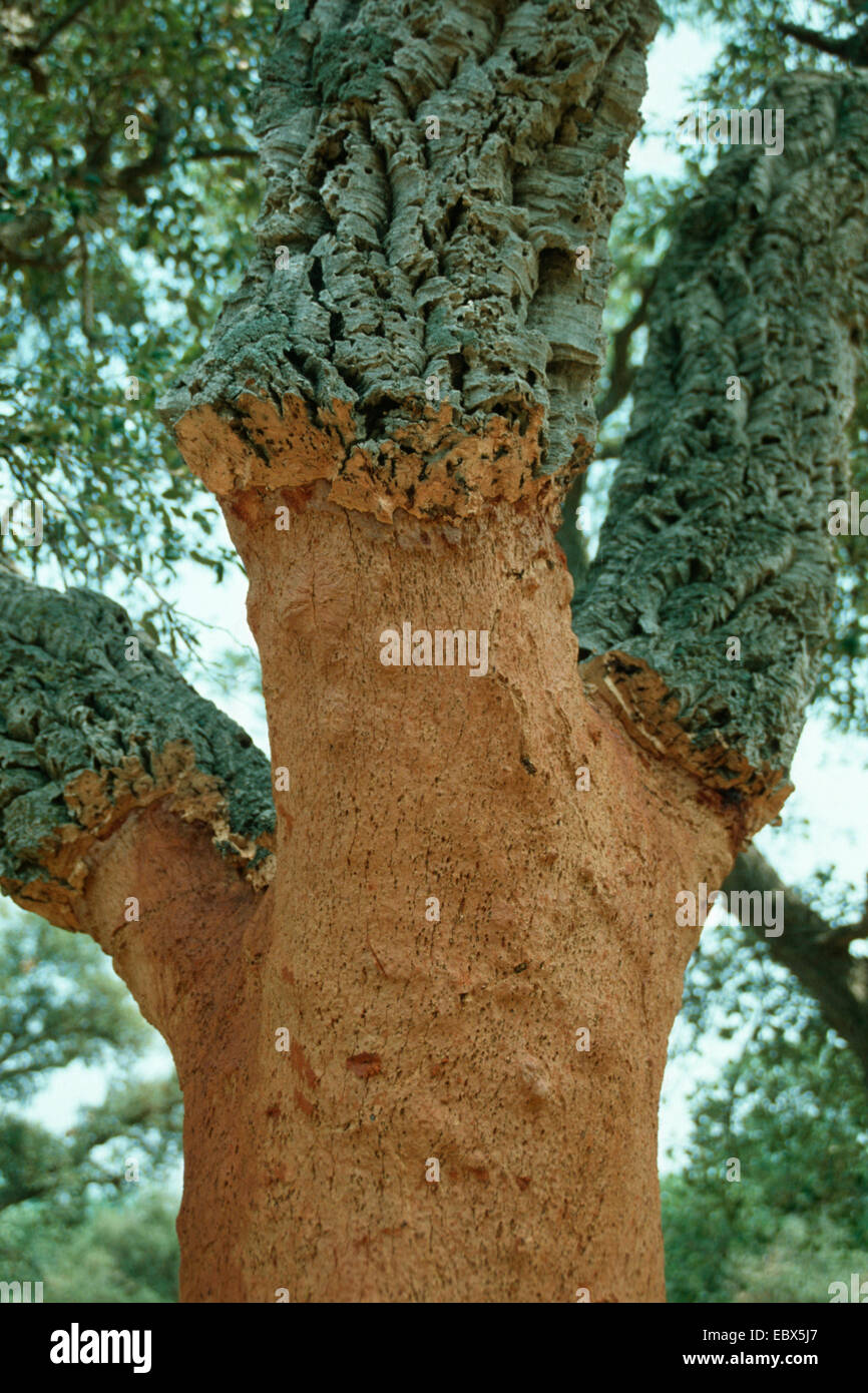 Chêne-liège (Quercus suber), récolté de l'écorce, Espagne Photo Stock ...