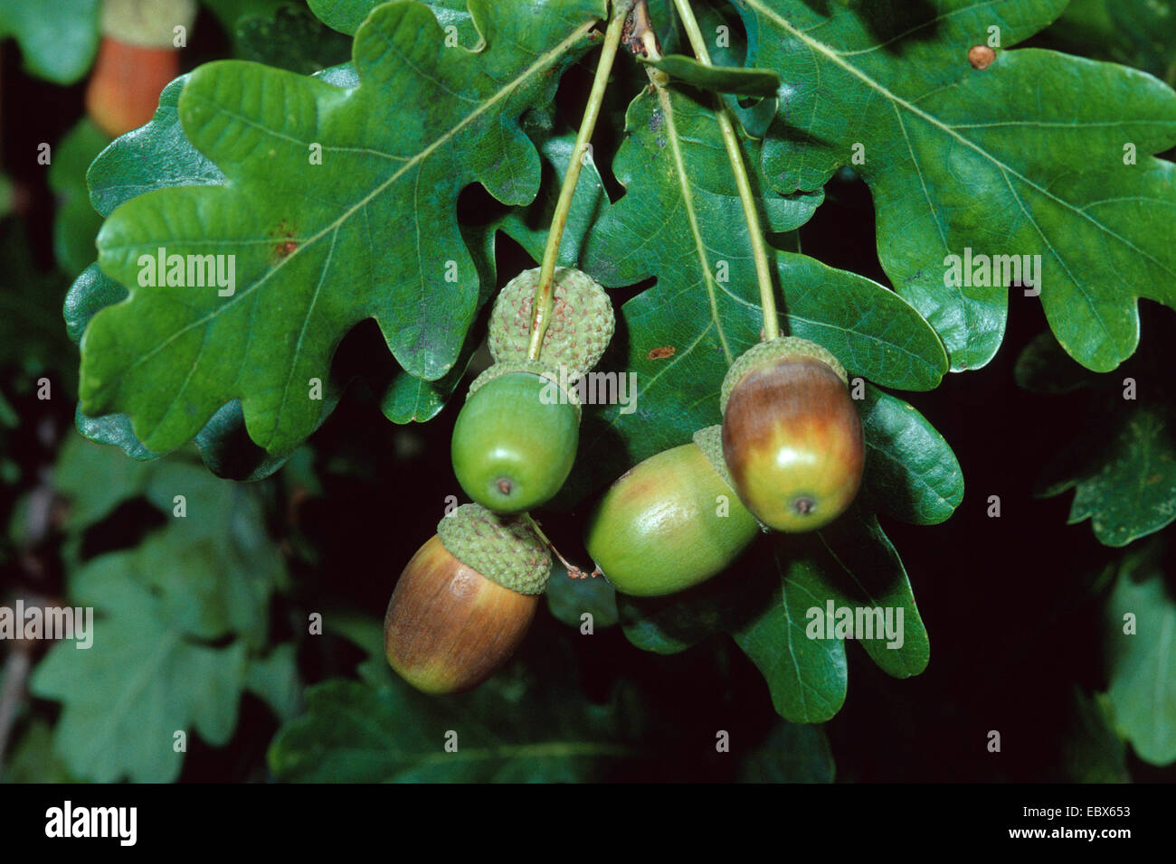Le chêne commun, le chêne pédonculé, chêne pédonculé (Quercus robur ...