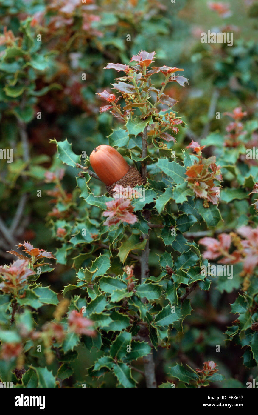 Chêne kermès (Quercus coccifera), branche avec acorn Photo Stock - Alamy