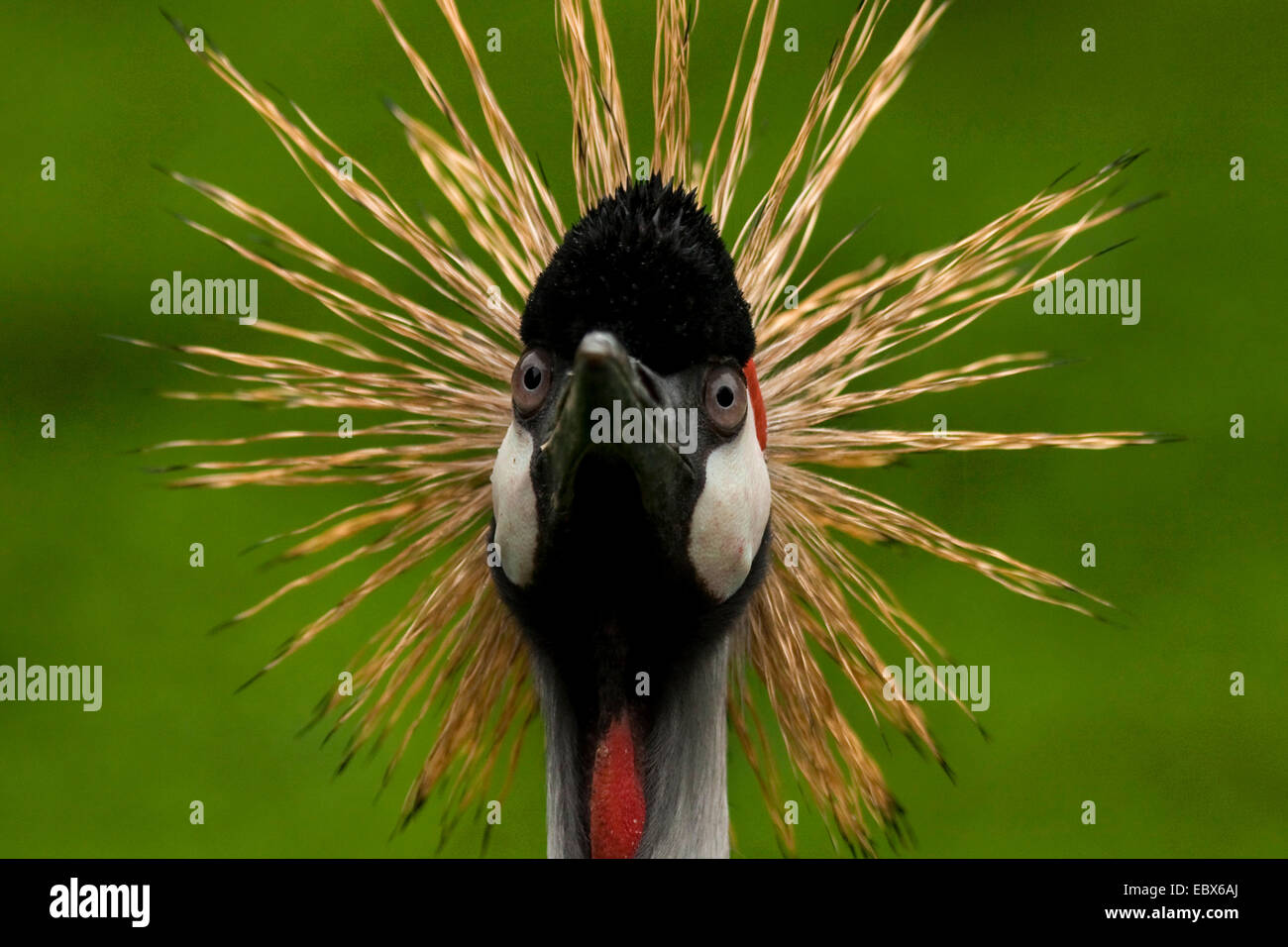 Grue couronnée africaine Banque de photographies et d’images à haute ...